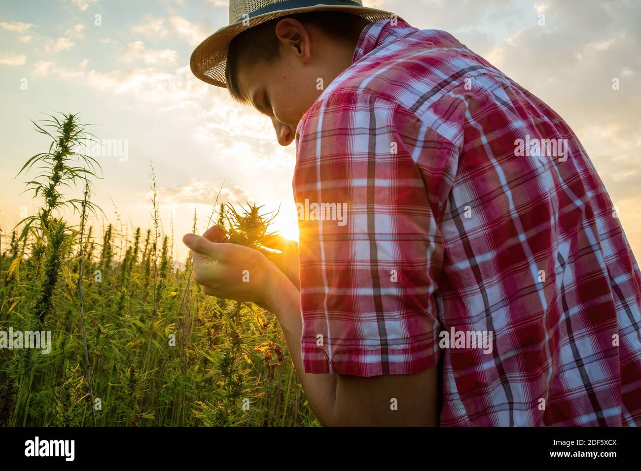 Farmer working on hemp field checking cannabis plants in the sun Stock ...
