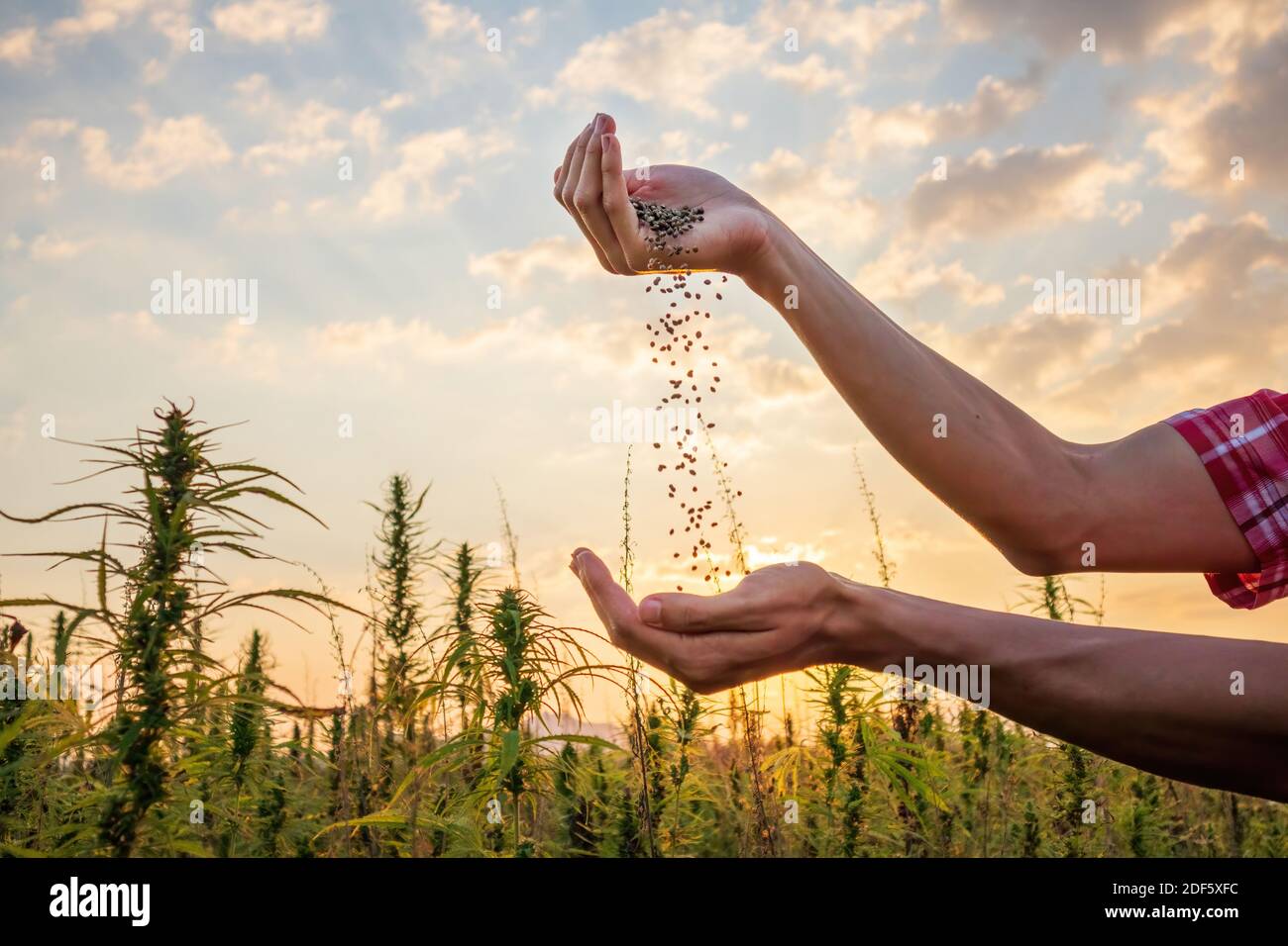 Marijuana seeds hi-res stock photography and images - Alamy