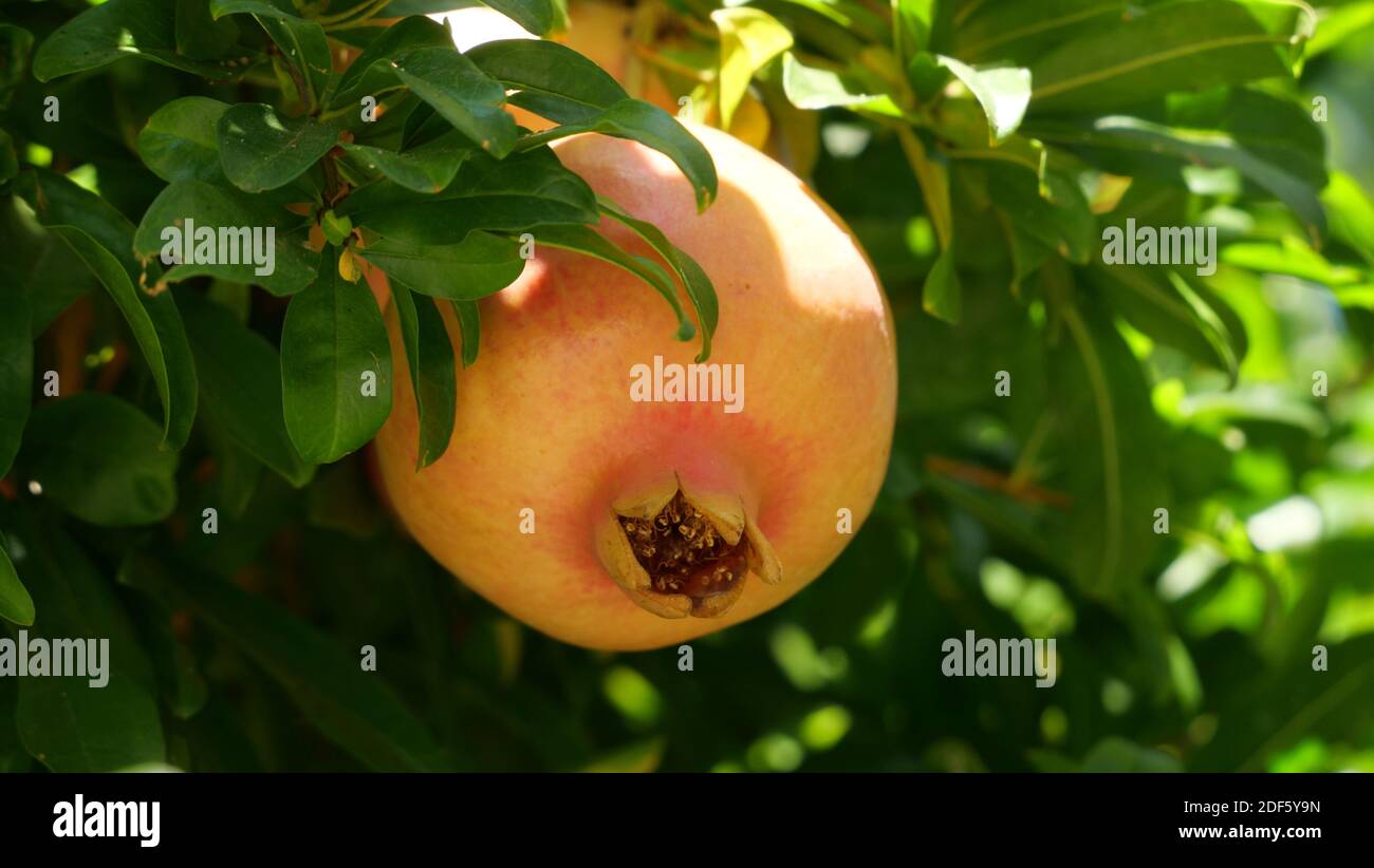 Hang grenade hi-res stock photography and images - Alamy