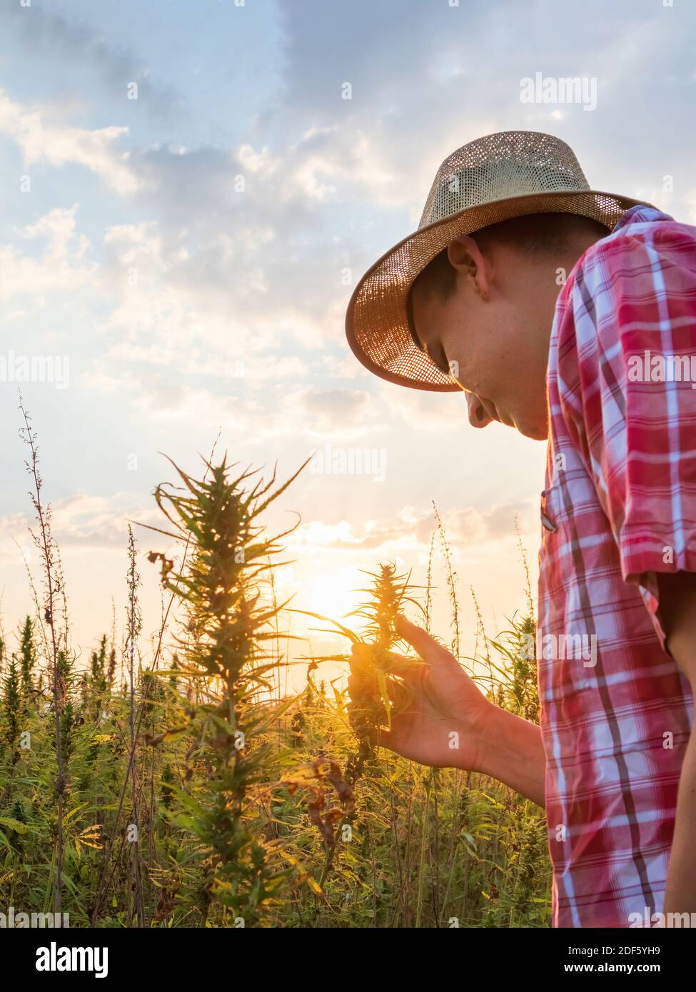 Farmer working on hemp field checking cannabis plants in the sun Stock ...