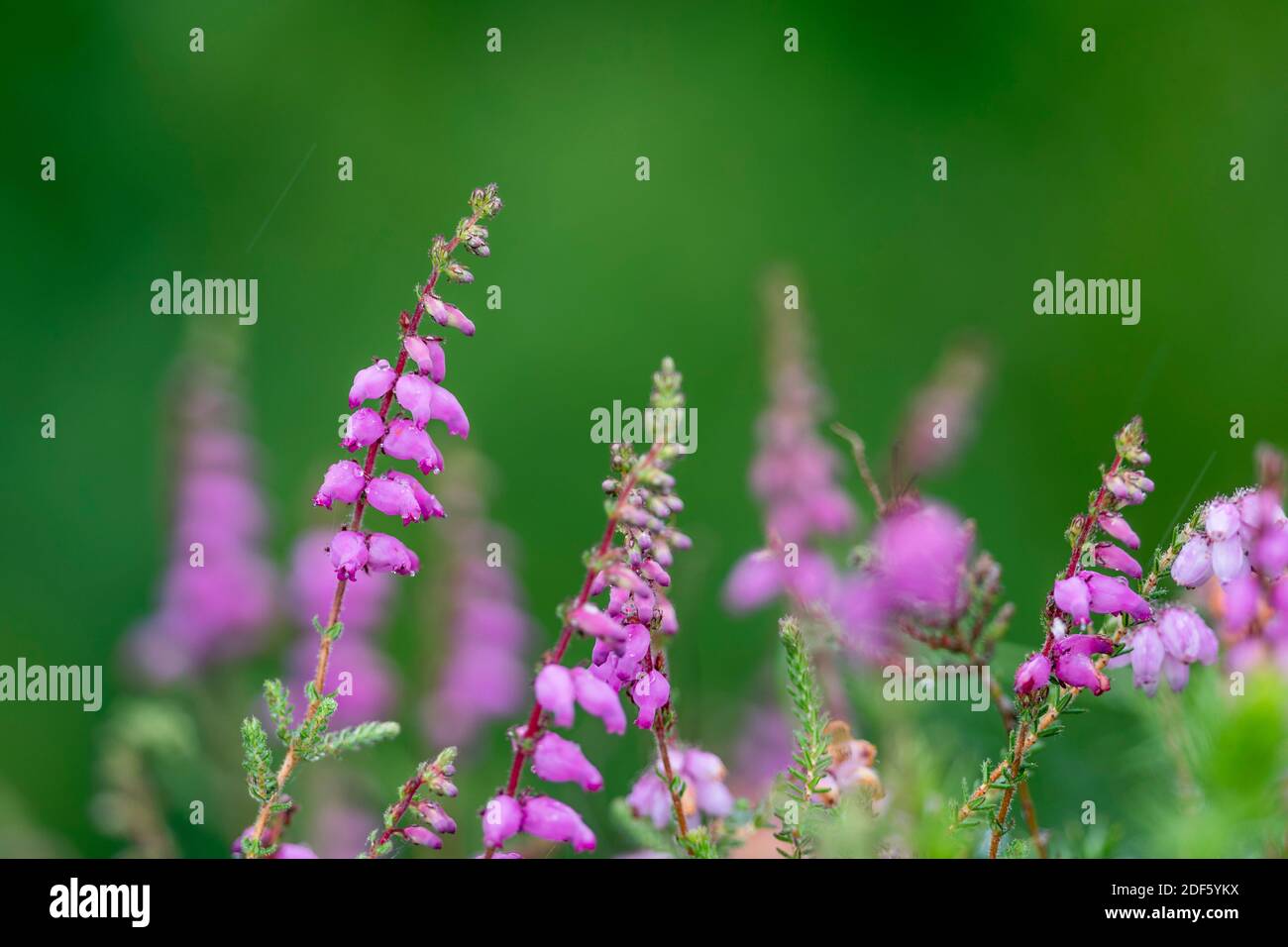 Flowers heath hi-res stock photography and images - Alamy