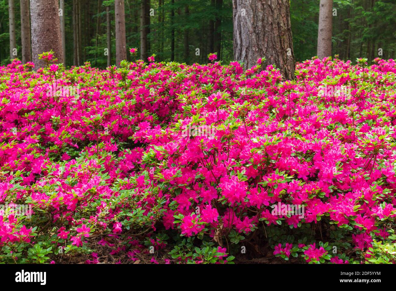 Beautiful pink flowers in a wild forest Stock Photo - Alamy