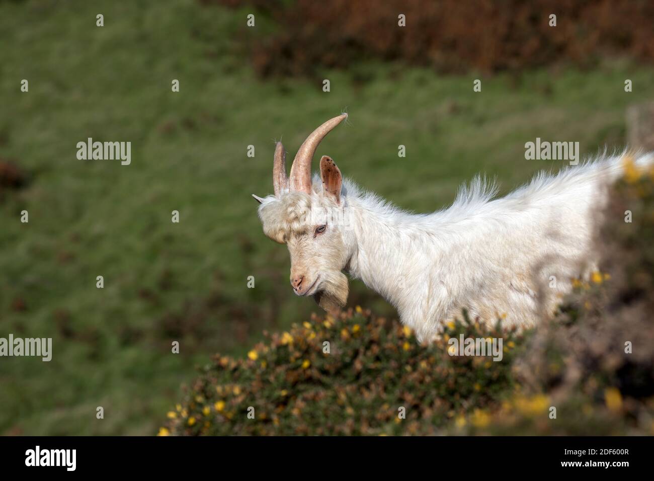 Great Orme Goat; Capra Markhor; Llandudno; Wales Stock Photo - Alamy