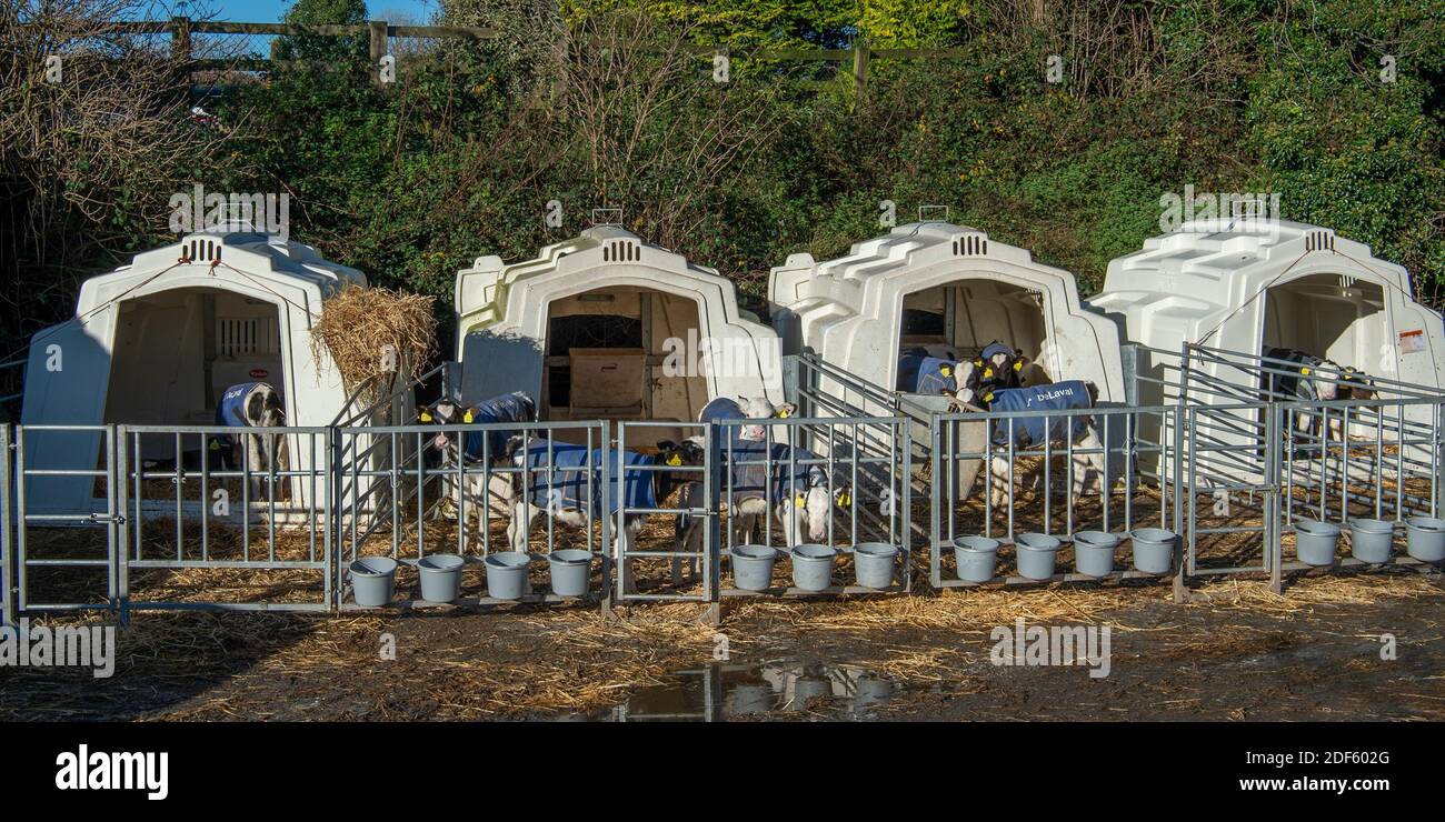 dairy calves on a dairy farm Stock Photo - Alamy