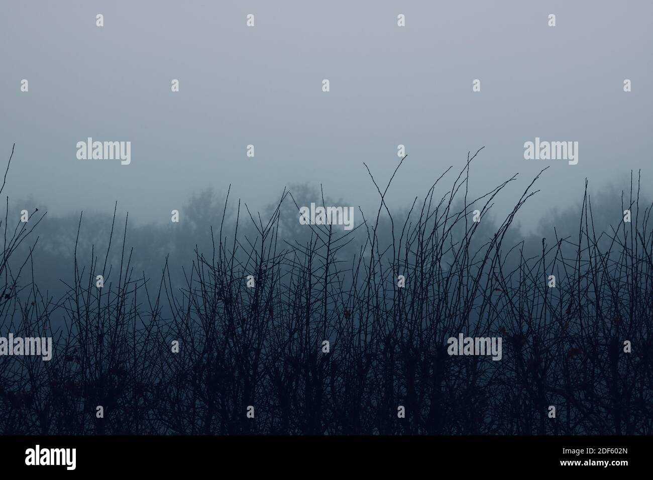 View through bushes trees hi-res stock photography and images - Alamy