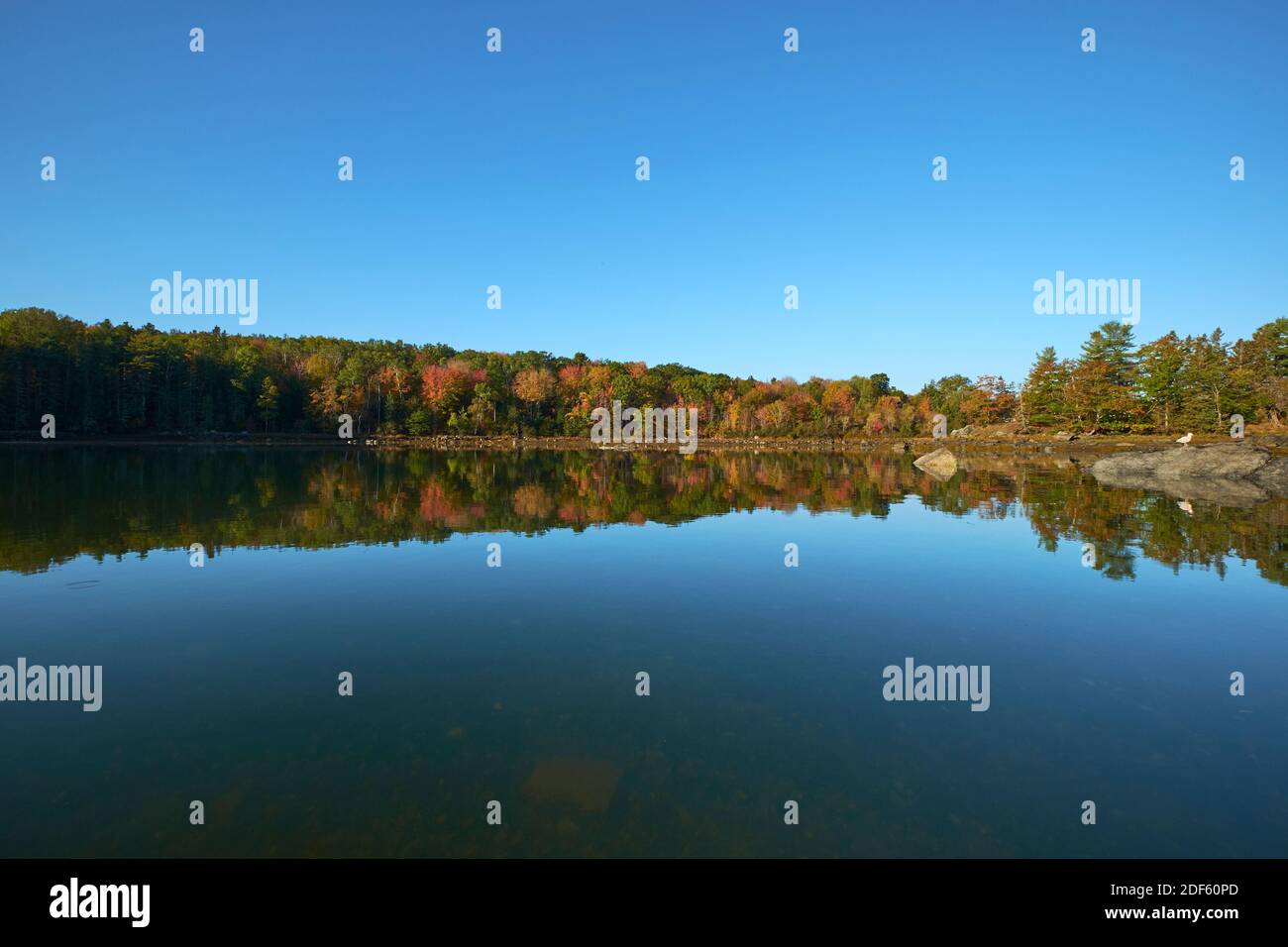 The reflection of Union River bay with a sitting seagull at the Surry ...