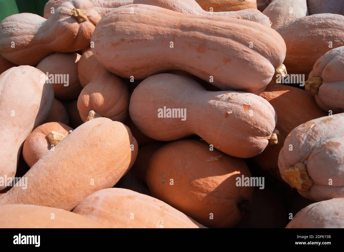 many orange butternut pumpkins Stock Photo - Alamy