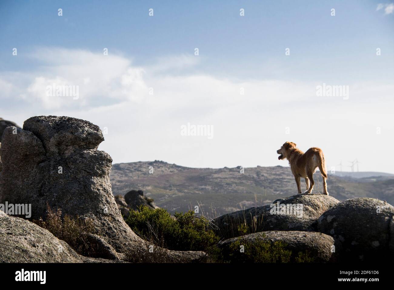 Dog stands on top of mountain rocks waiting majestic with a view ...