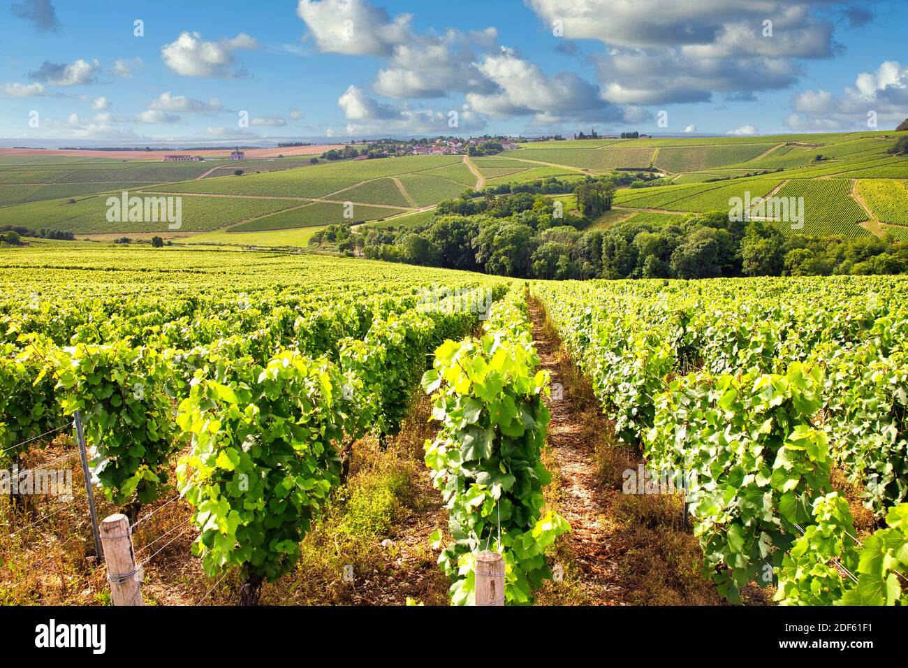 Chablis france vineyard hi-res stock photography and images - Alamy