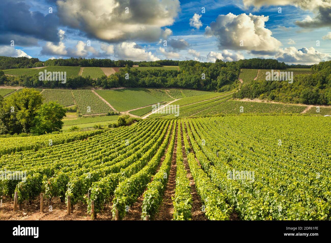 Chablis france vineyard hi-res stock photography and images - Alamy