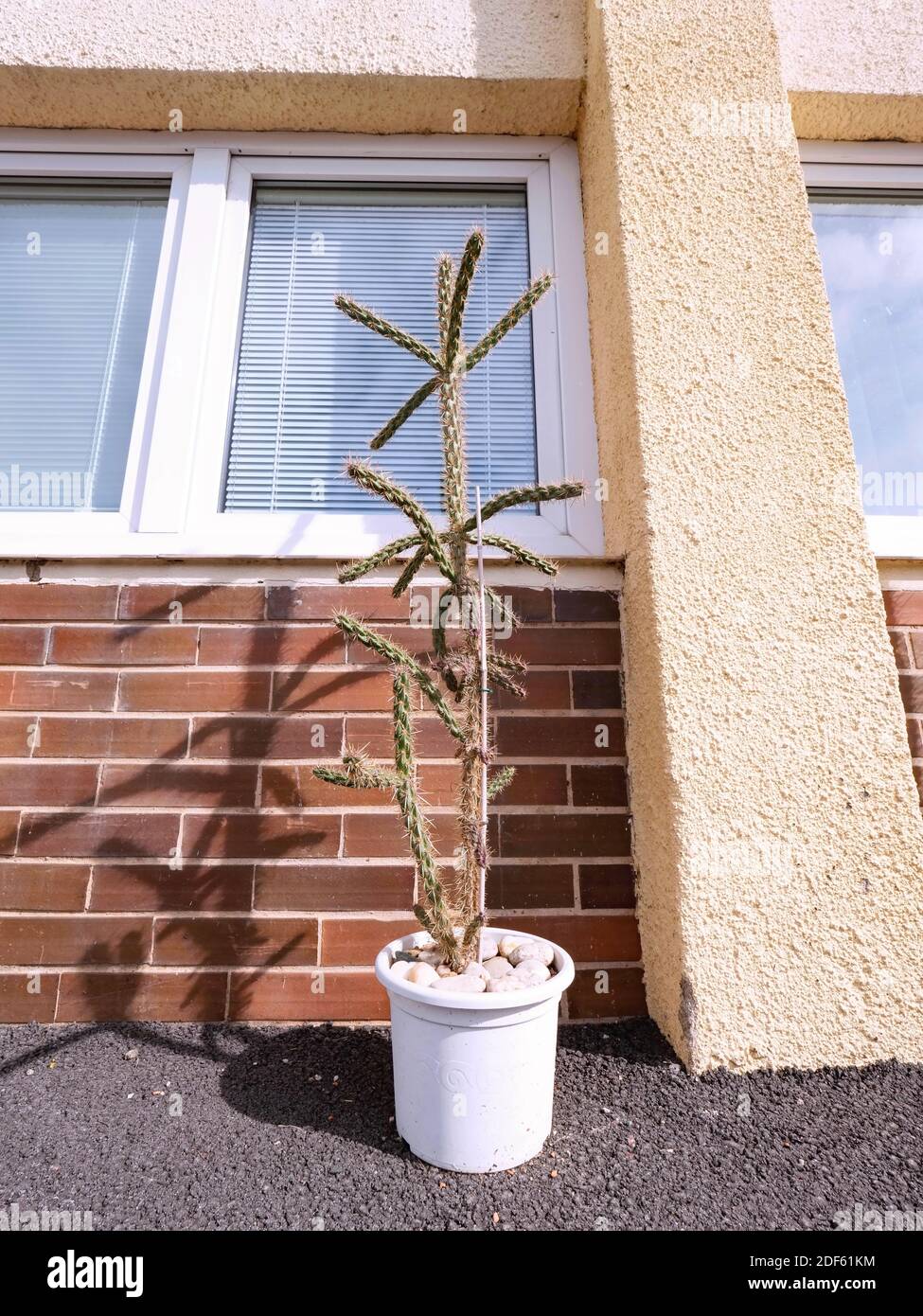 Tall cacti tree in pot at doorstep of a suburban house. Beautiful ...