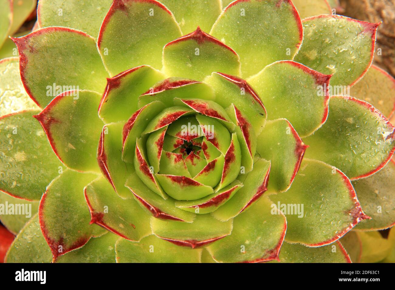 Crass plant (Sempervivum tectorum) in Sierra Albarracín. Teruel Stock ...