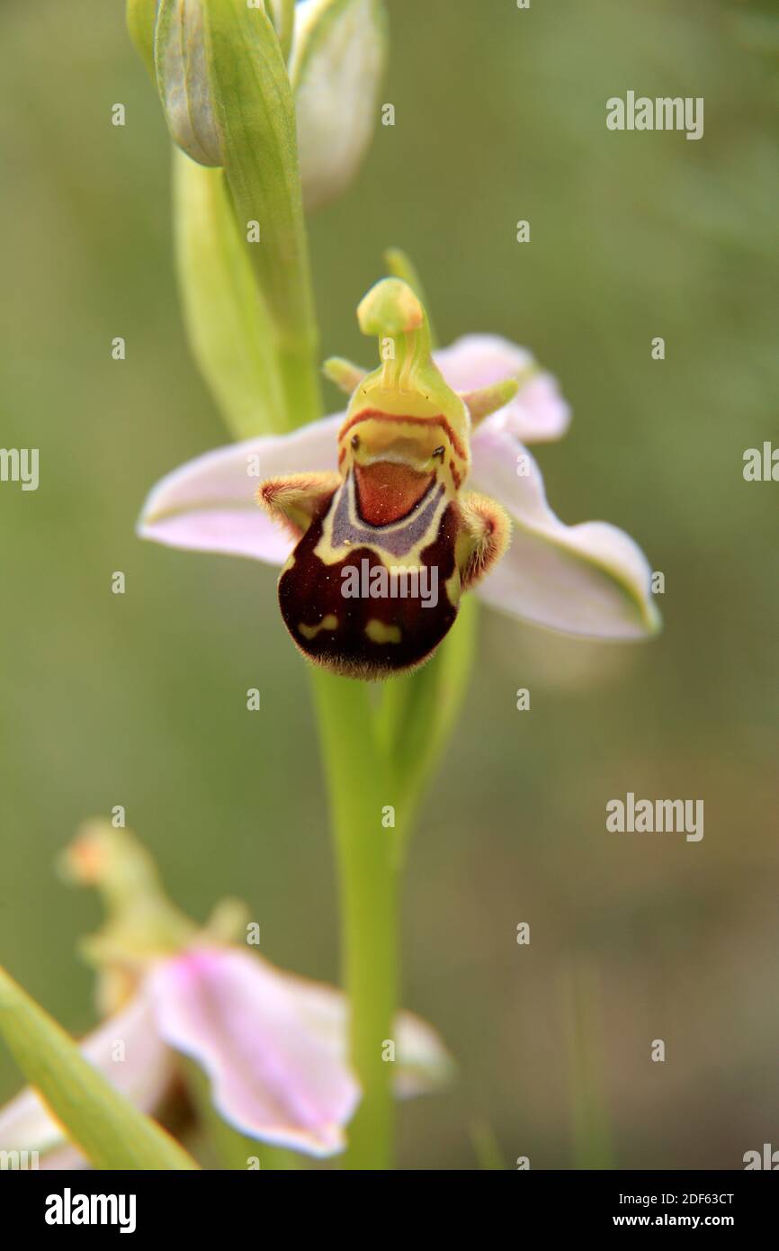 Orphys hi-res stock photography and images - Alamy