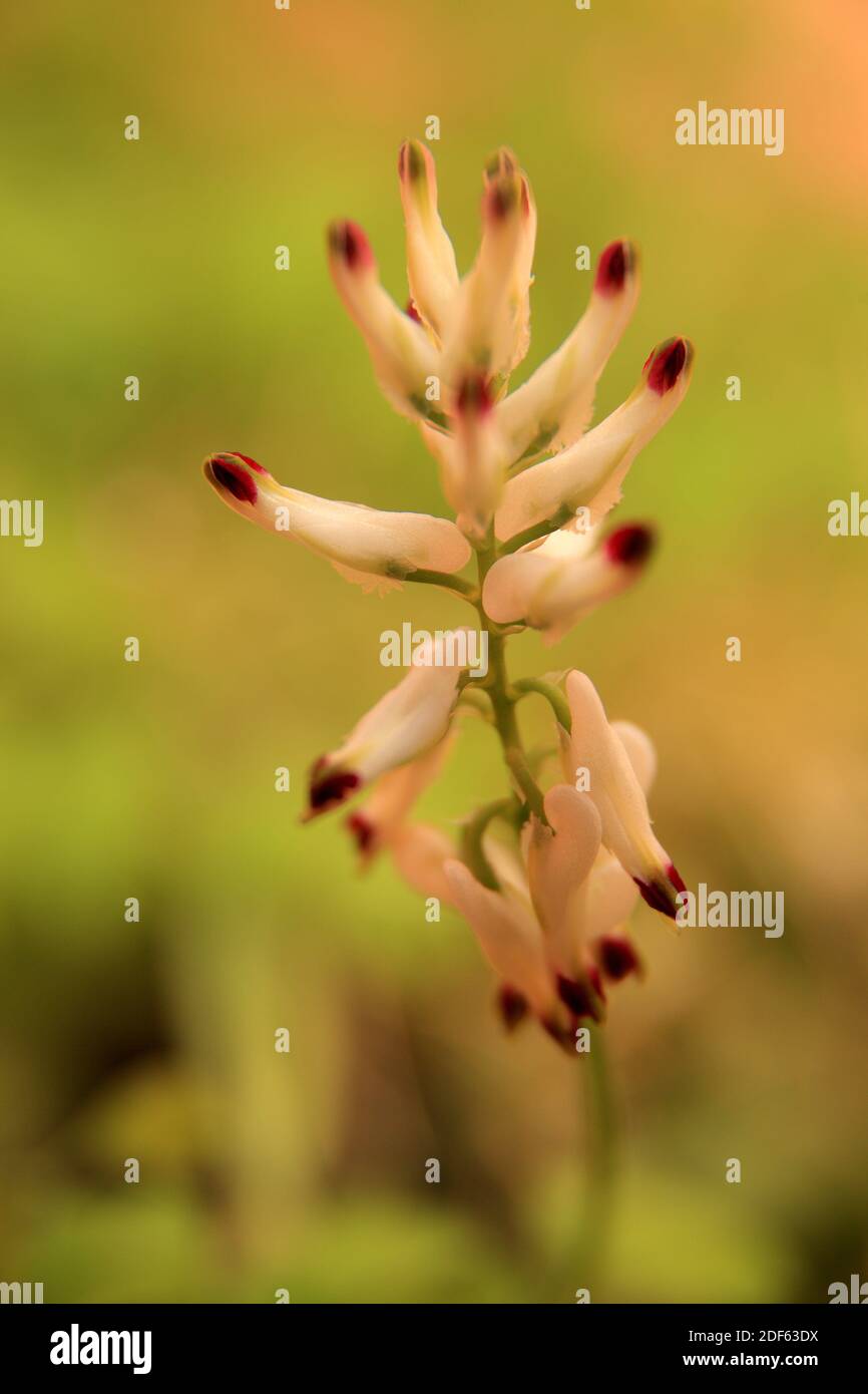Fumaria flower hi-res stock photography and images - Alamy