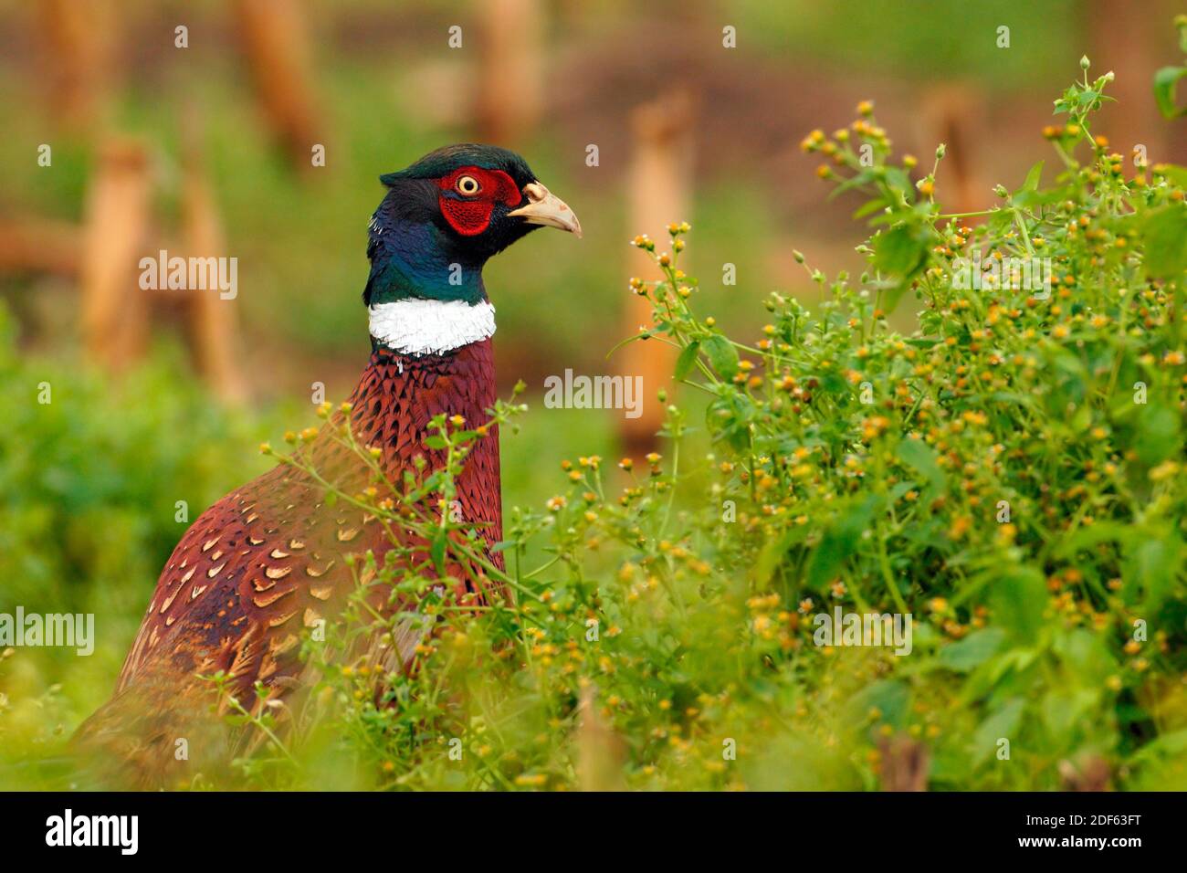 Portrait de chasse hi-res stock photography and images - Alamy