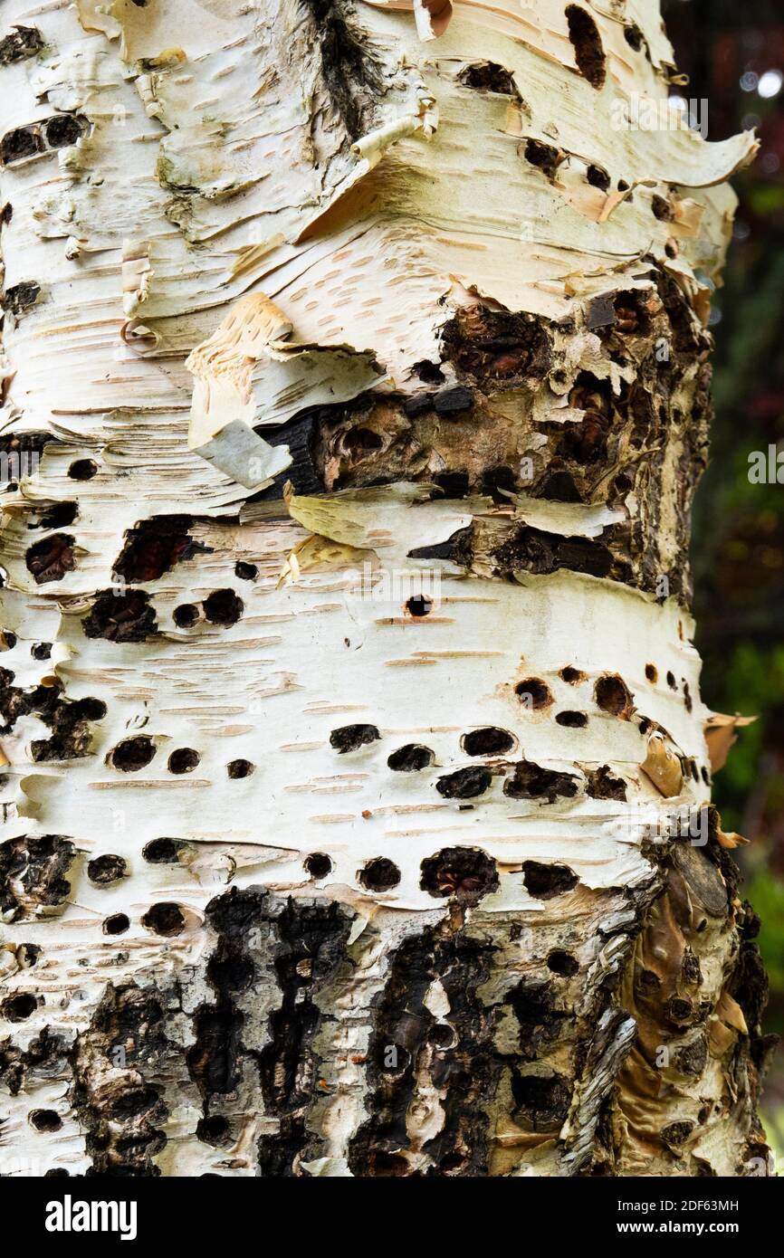 Himalayan Birch Tree High Resolution Stock Photography and Images - Alamy