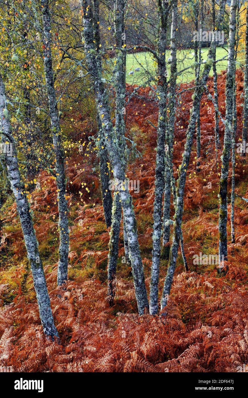 Autumn colours in Highlands, Scotland, Europe Stock Photo - Alamy