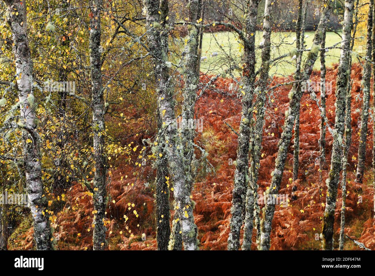 Autumn colours in Highlands, Scotland, Europe Stock Photo - Alamy