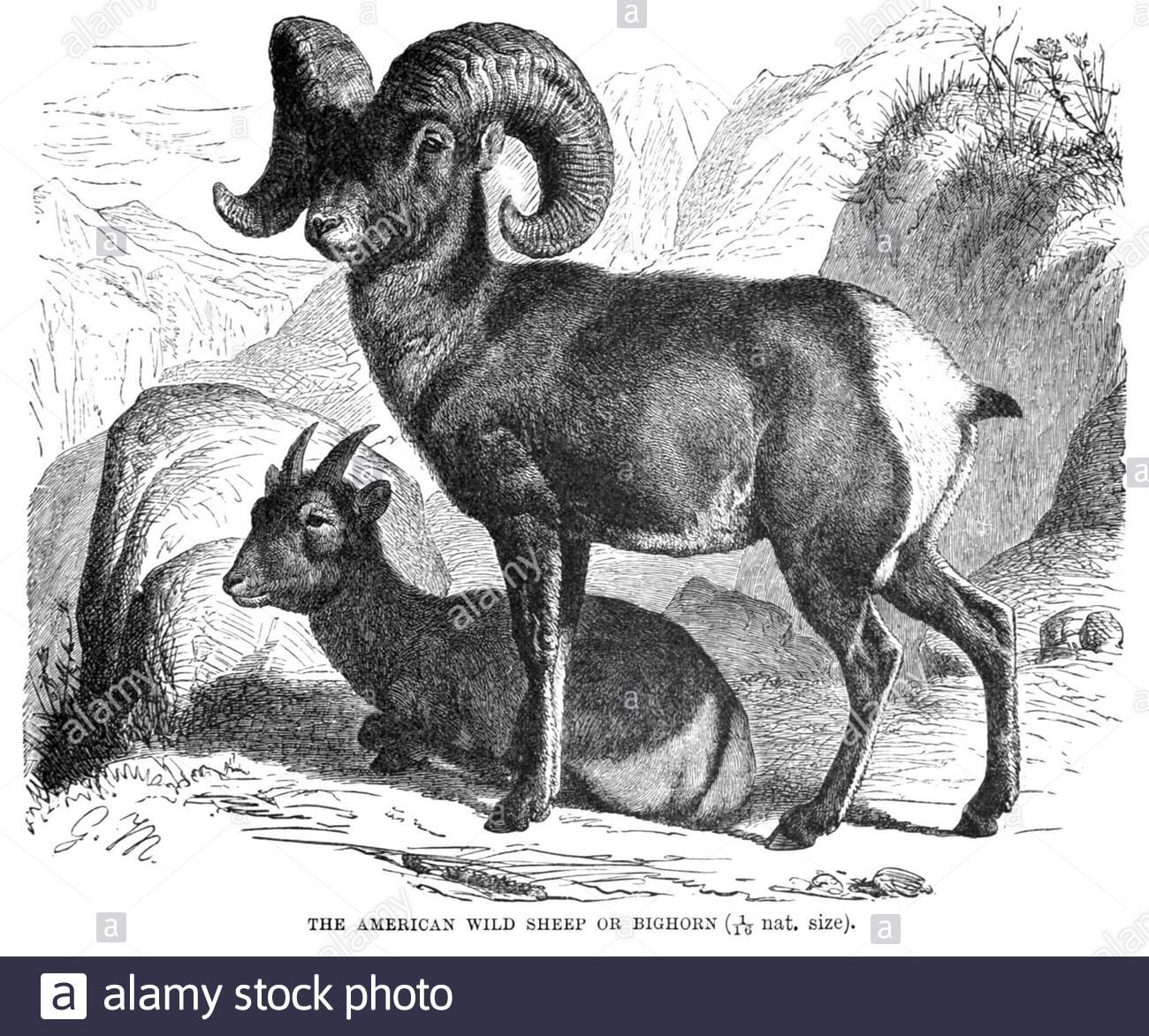 Desert Bighorn Sheep Drawing