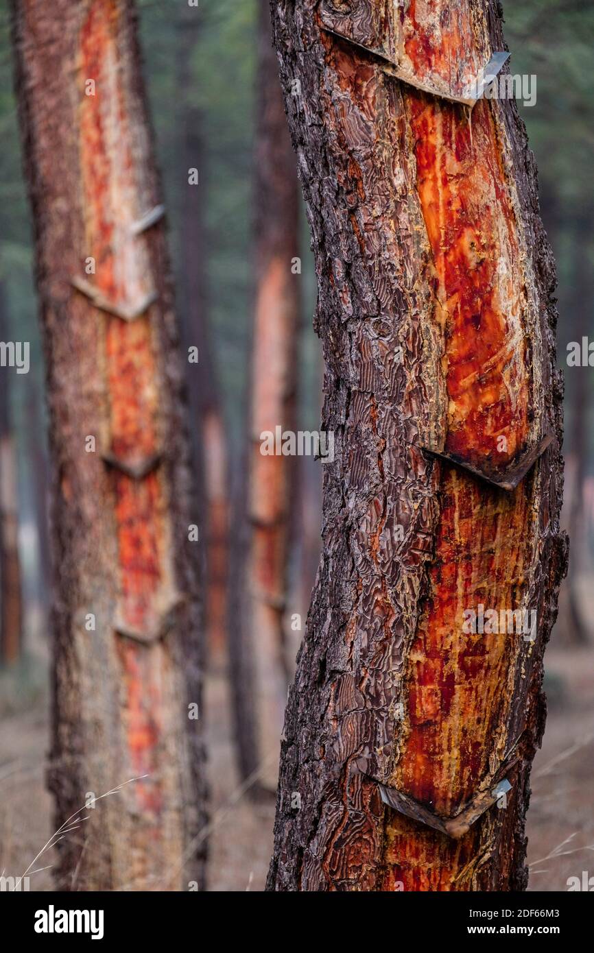 Biomass plant spain hi-res stock photography and images - Alamy