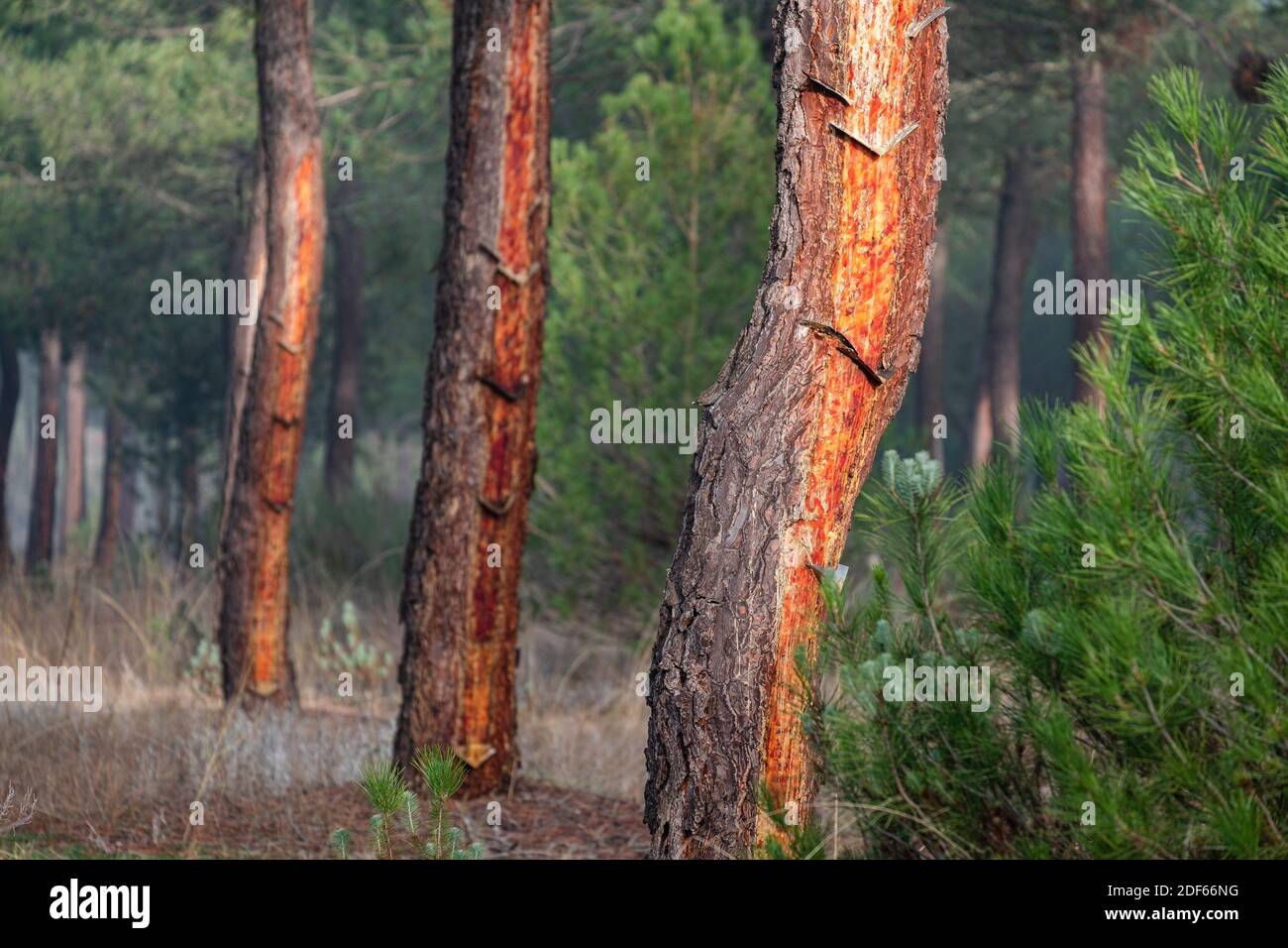 Pinus Pinaster High Resolution Stock Photography and Images - Alamy