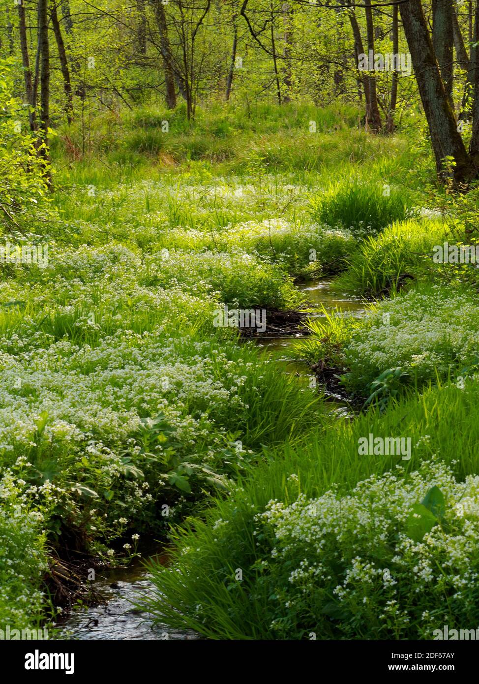 Stream in the wood hi-res stock photography and images - Alamy