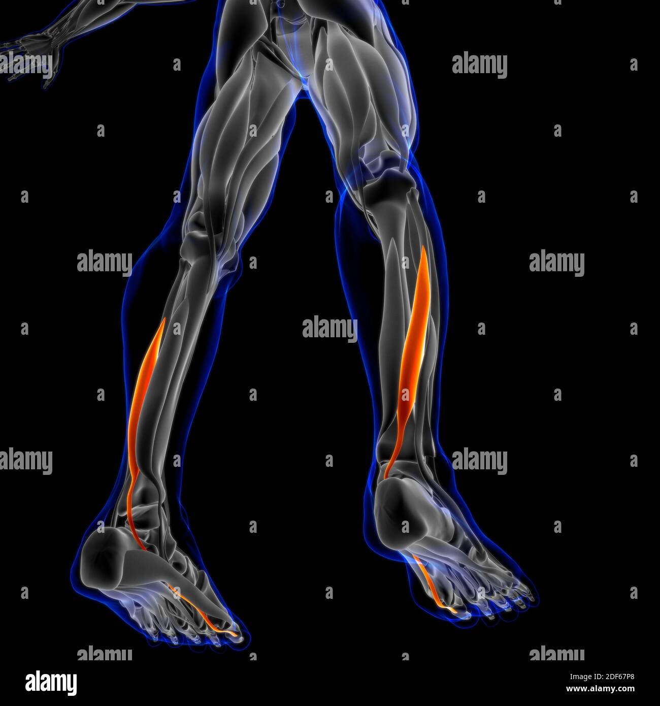 3D Illustration, Muscle is a soft tissue, Muscle cells contain proteins ...