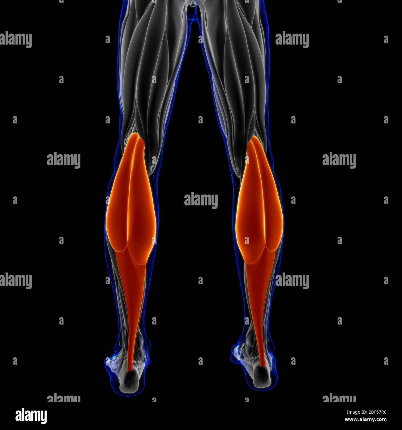 3D Illustration, Muscle is a soft tissue, Muscle cells contain proteins ...