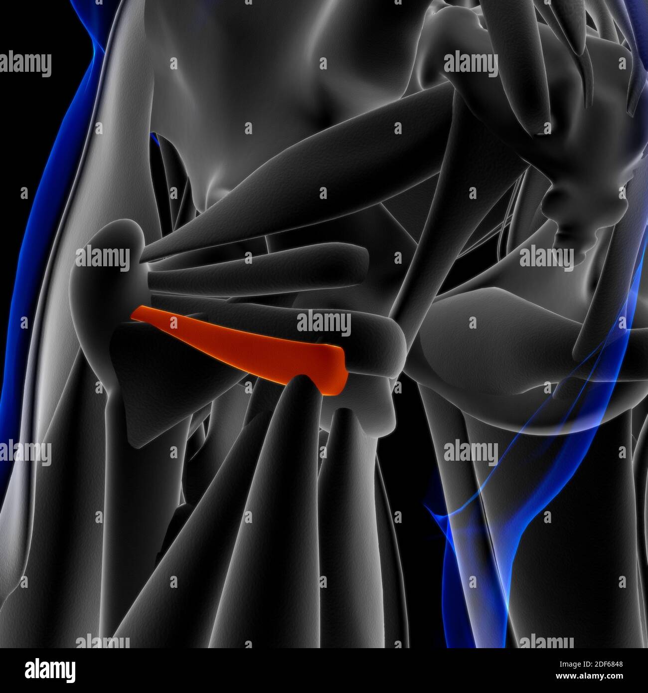 3D Illustration, Muscle is a soft tissue, Muscle cells contain proteins ...