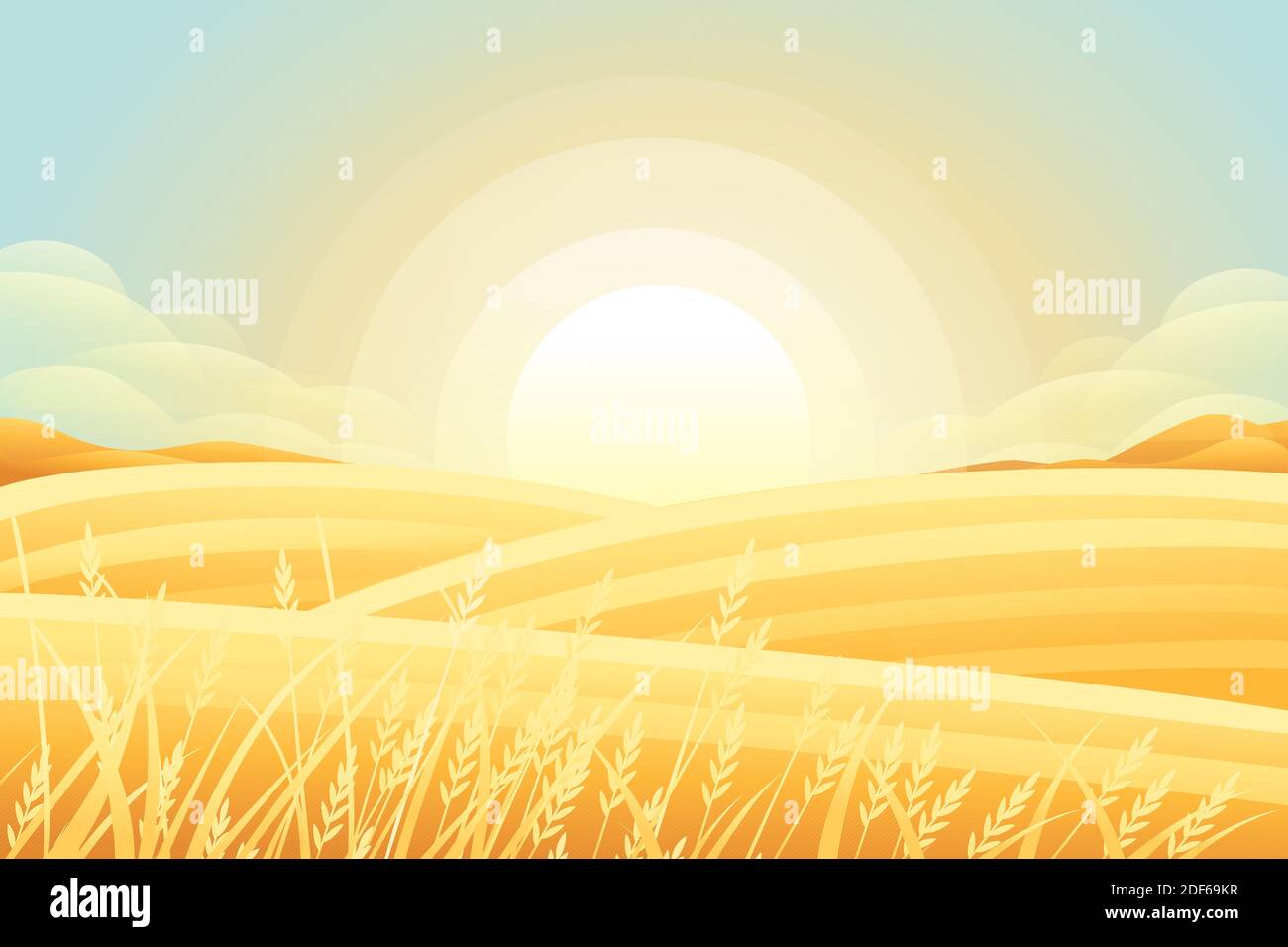 Rural morning landscape with hills and dales agricultural fields with grain flat vector ...