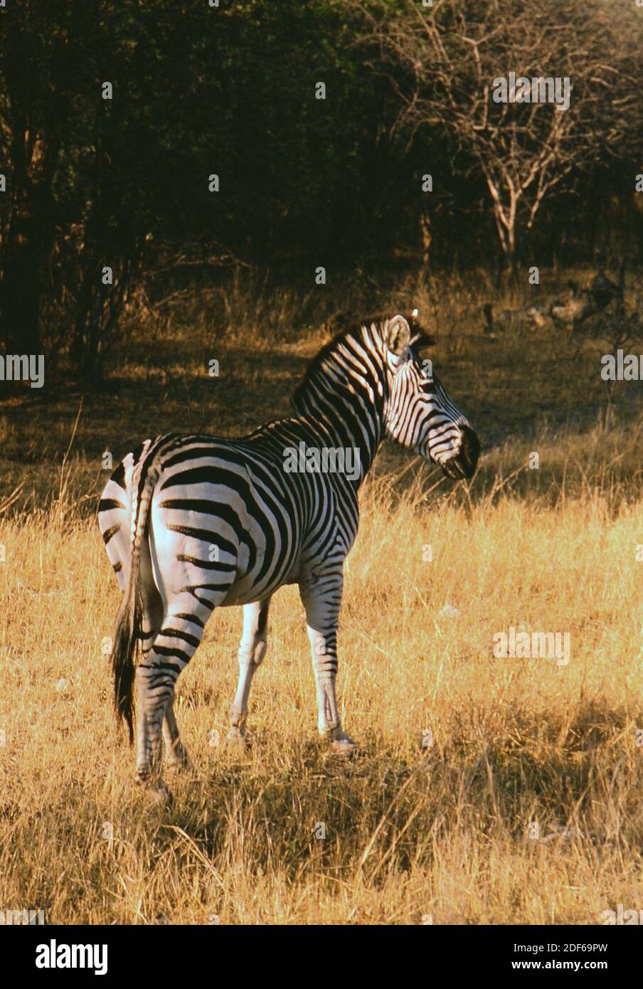 1990s Zimbabwe - Zebra standing, Hwange National Game Park Reserve ca ...