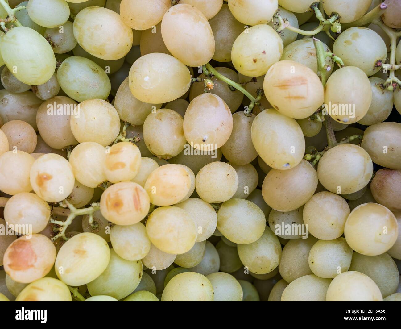 Fresh organic grapes on display at the market. Freshly picked fruits ...