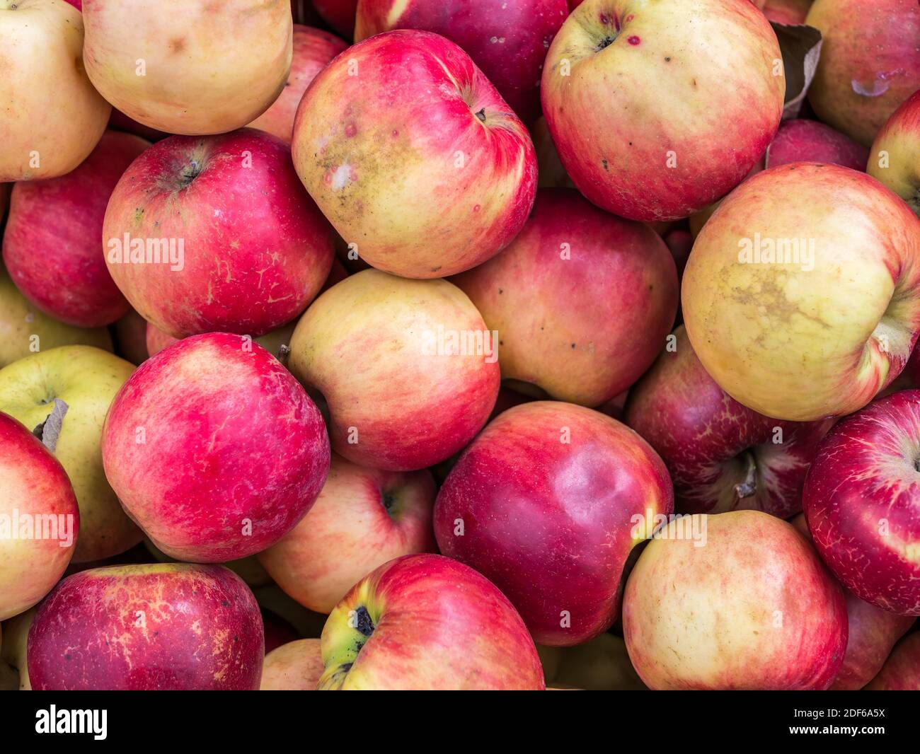 Fresh organic red apples on display at the market. Freshly picked ...