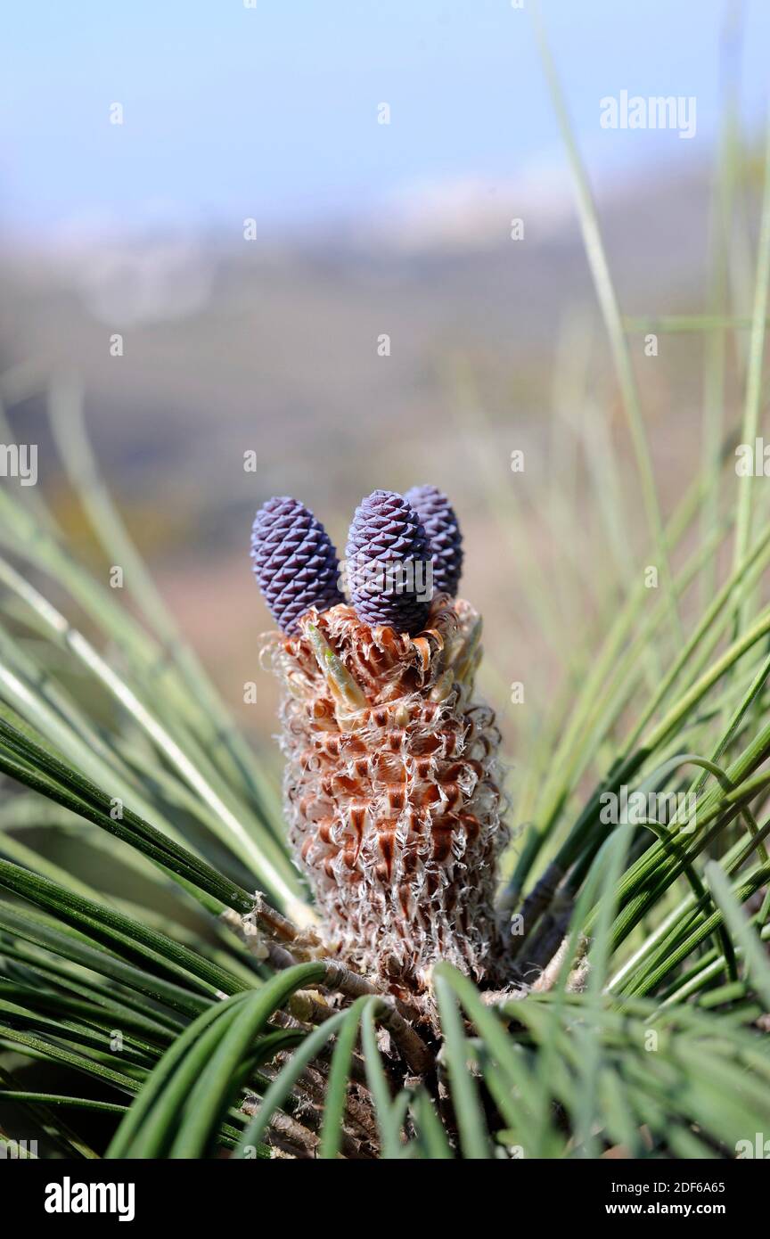 Pinus gymnosperm leaf hi-res stock photography and images - Alamy