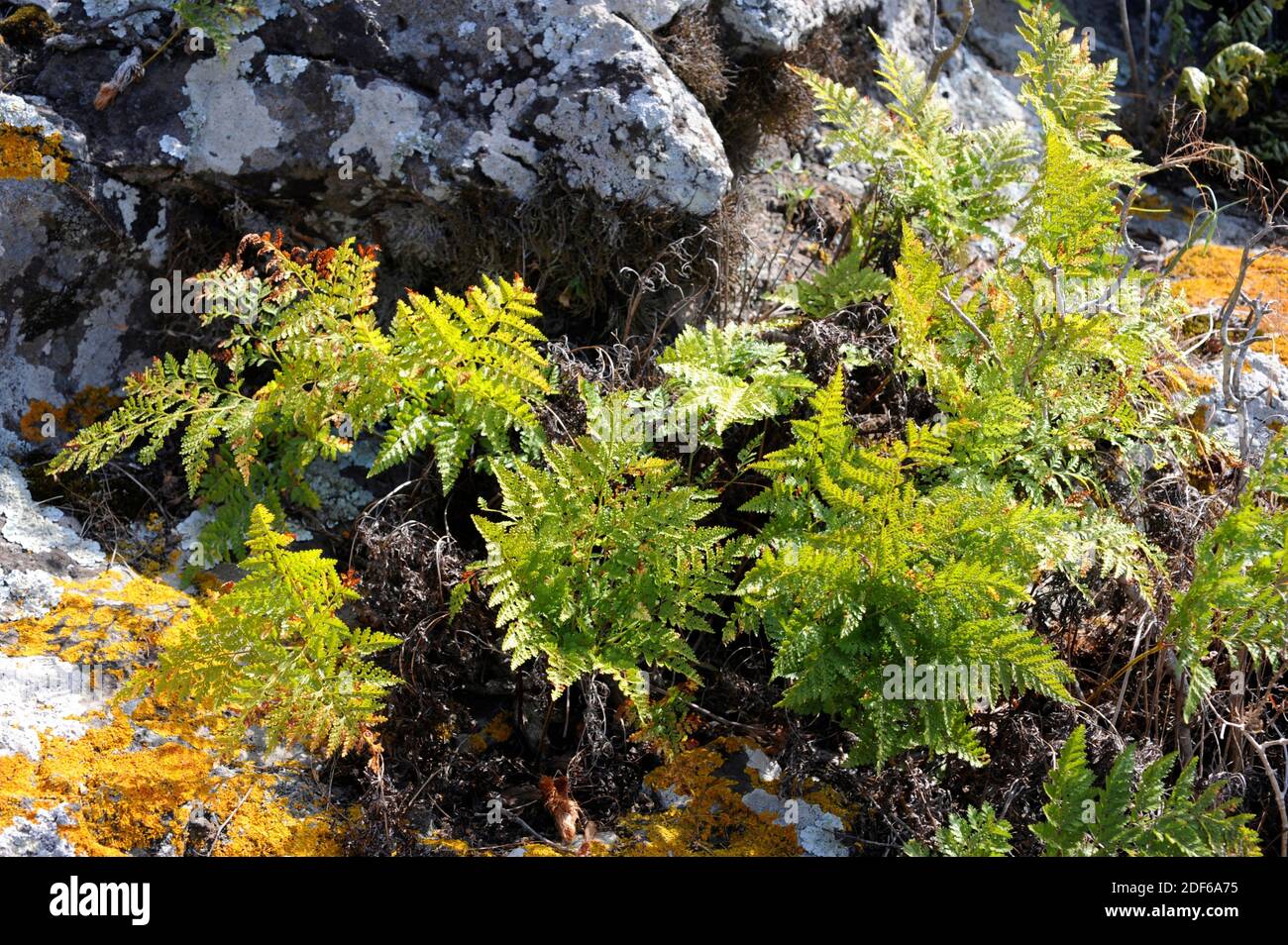 Davalliaceae davallia hi-res stock photography and images - Alamy