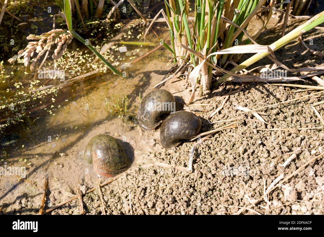 Invasive snails hi-res stock photography and images - Alamy