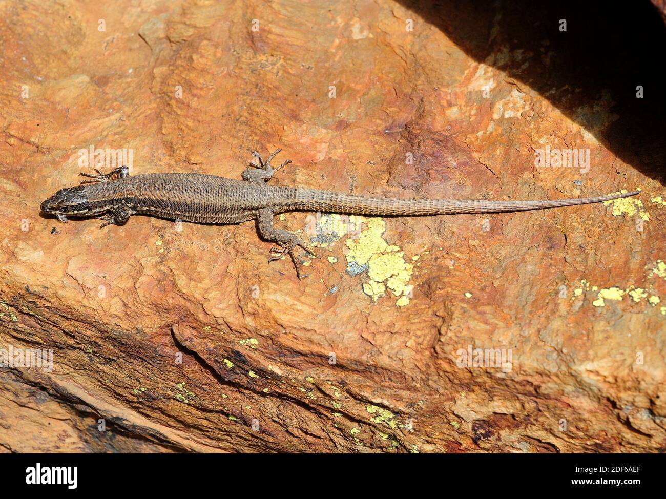 Pallars lizard hi-res stock photography and images - Alamy