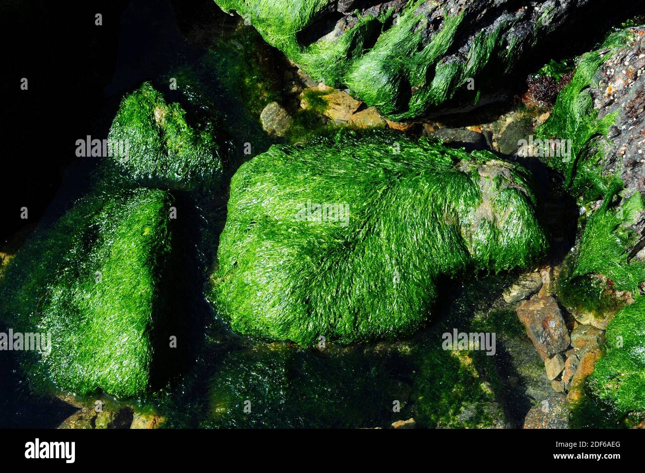 Enteromorpha compressa hi-res stock photography and images - Alamy