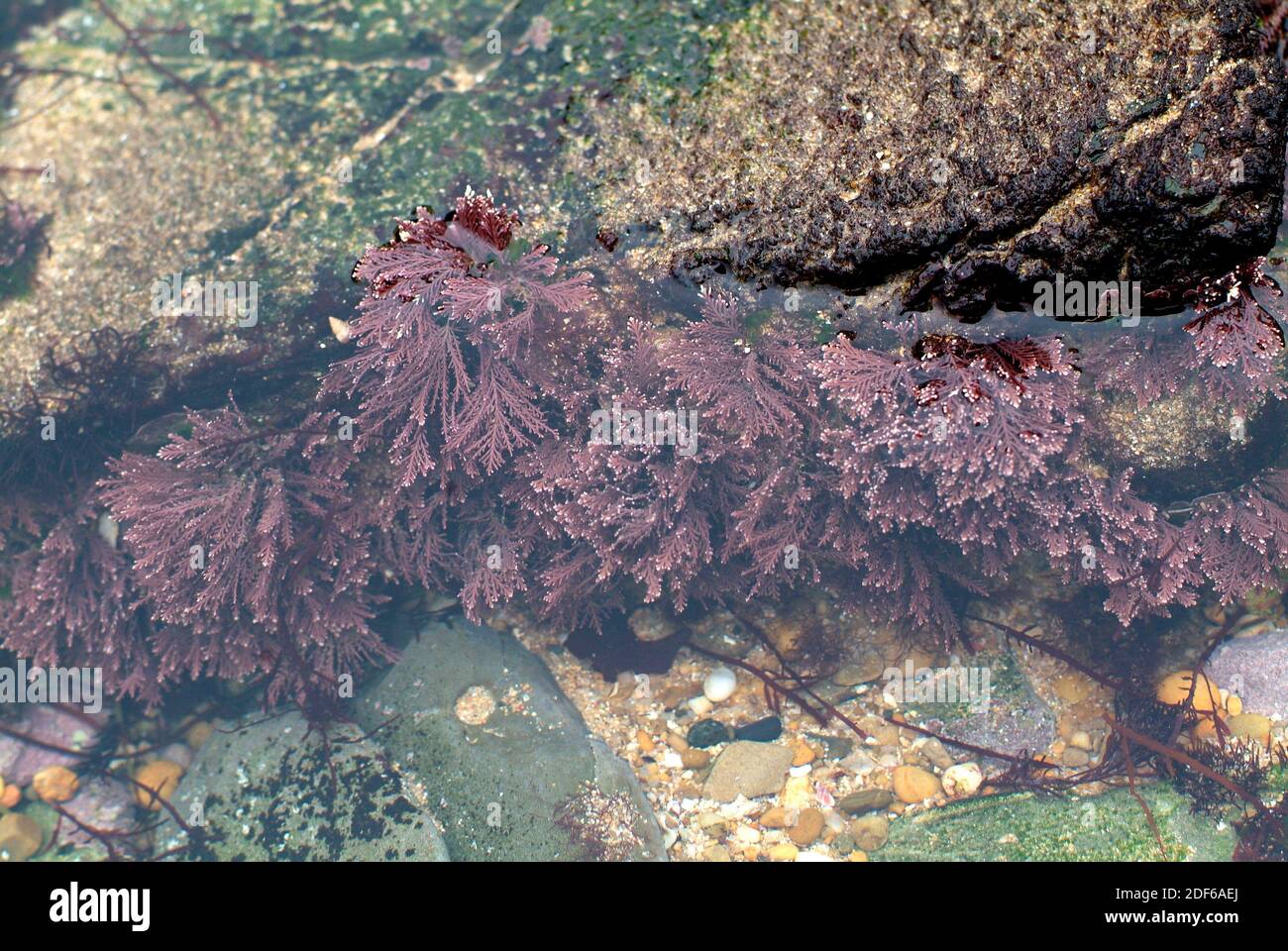 Corallina alga hi-res stock photography and images - Alamy