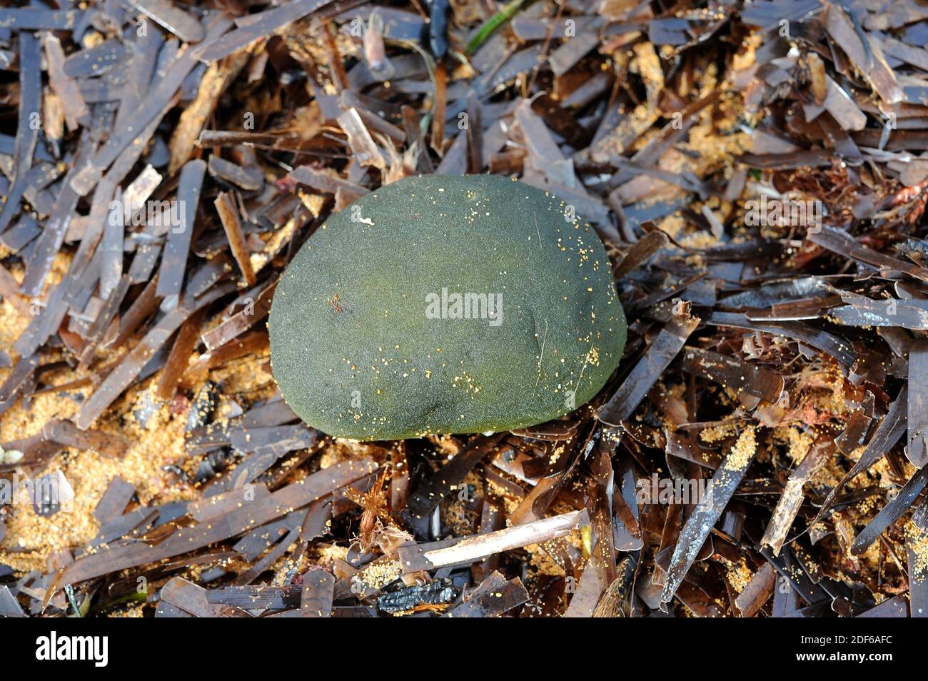 Codium green alga codium bursa hi-res stock photography and images - Alamy