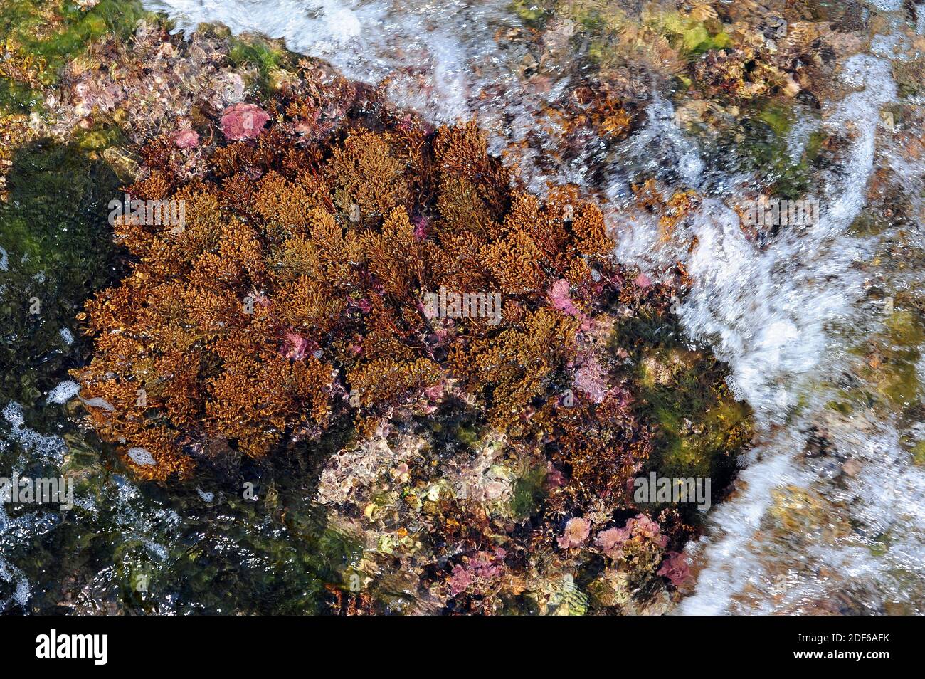 Cystoseira sp hi-res stock photography and images - Alamy