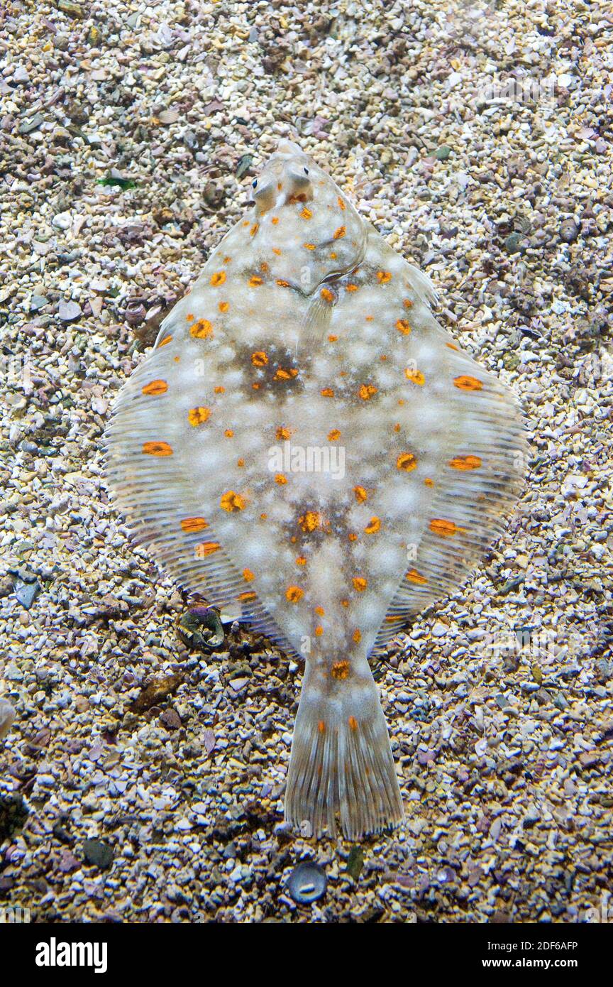 Cryptic coloration hi-res stock photography and images - Alamy