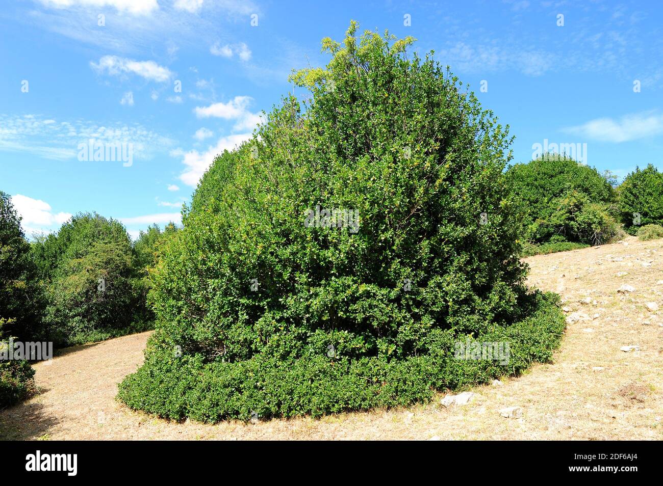 Evergreen holly shrub tree hi-res stock photography and images - Alamy