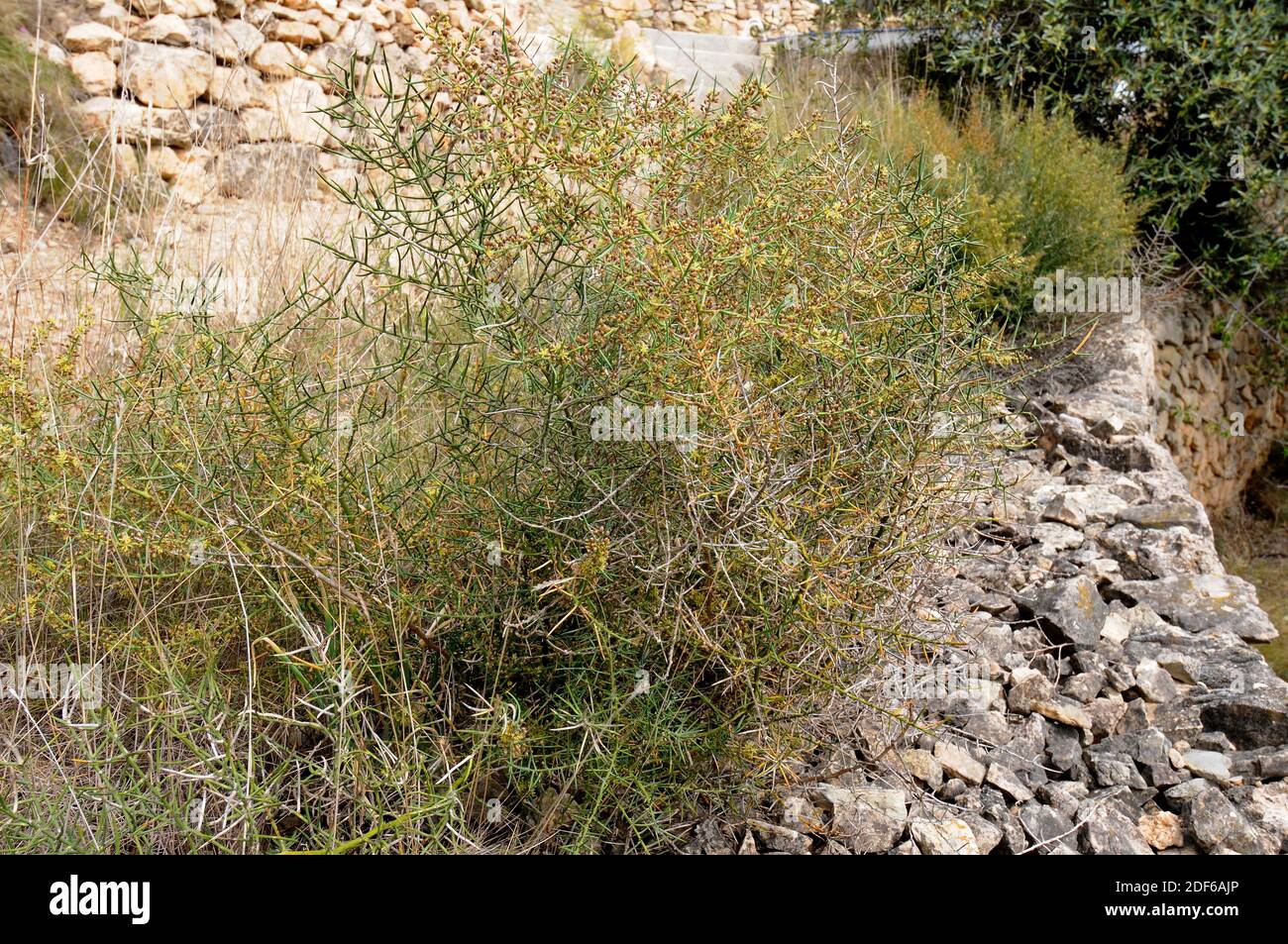 Asparagaceae High Resolution Stock Photography and Images - Alamy