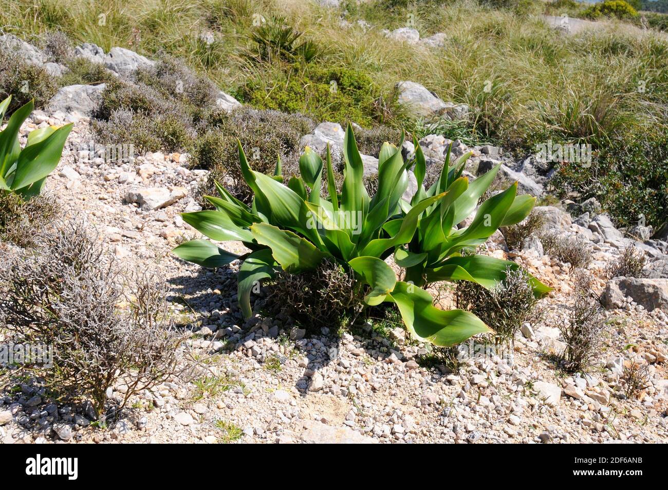 Squill drimia maritima hi-res stock photography and images - Alamy