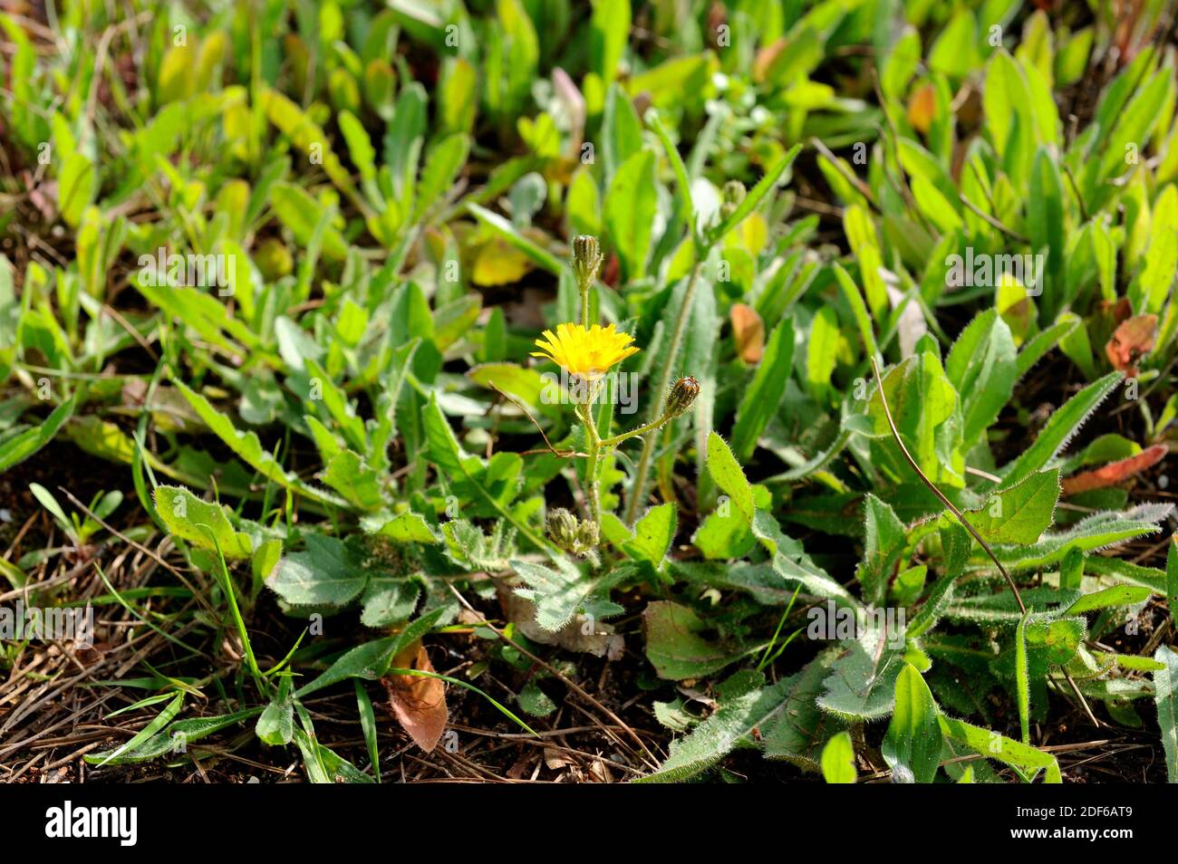 Picris species hi-res stock photography and images - Alamy