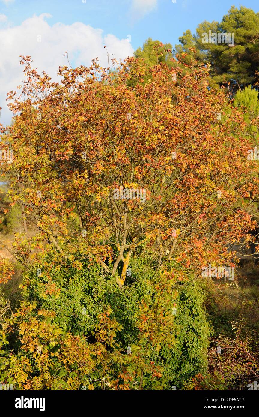 Terebinth tree hi-res stock photography and images - Alamy