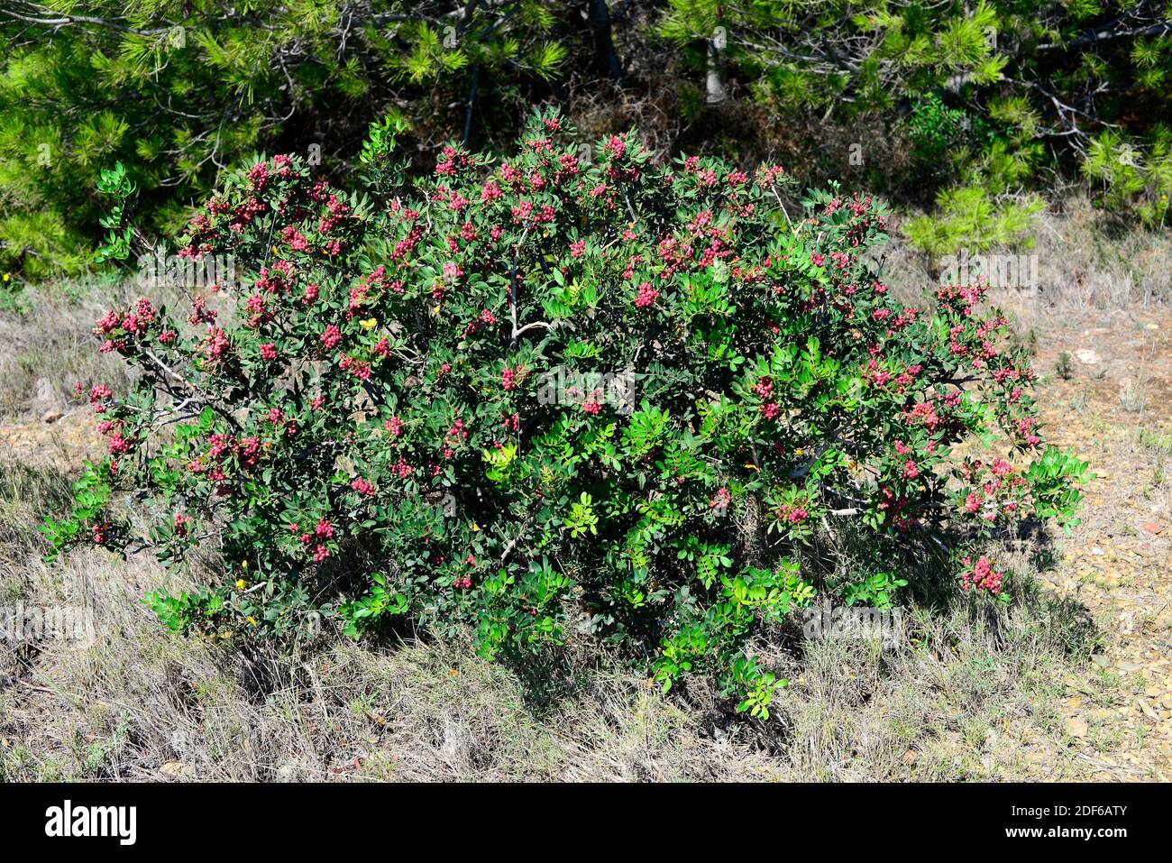 Mastic pistacia lentiscus hi-res stock photography and images - Alamy