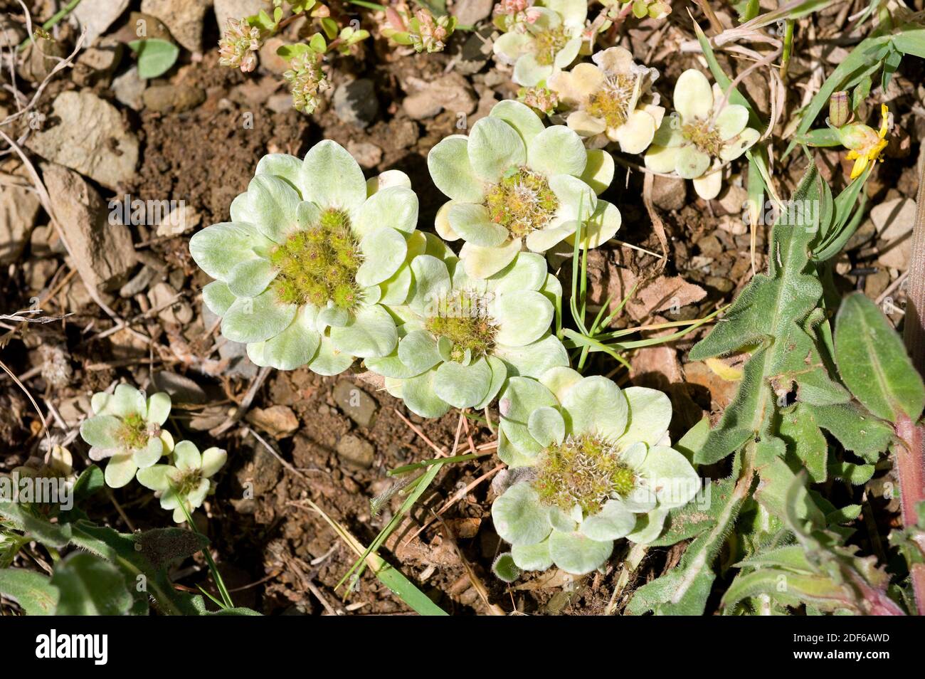 Pygmy cudweed hi-res stock photography and images - Alamy
