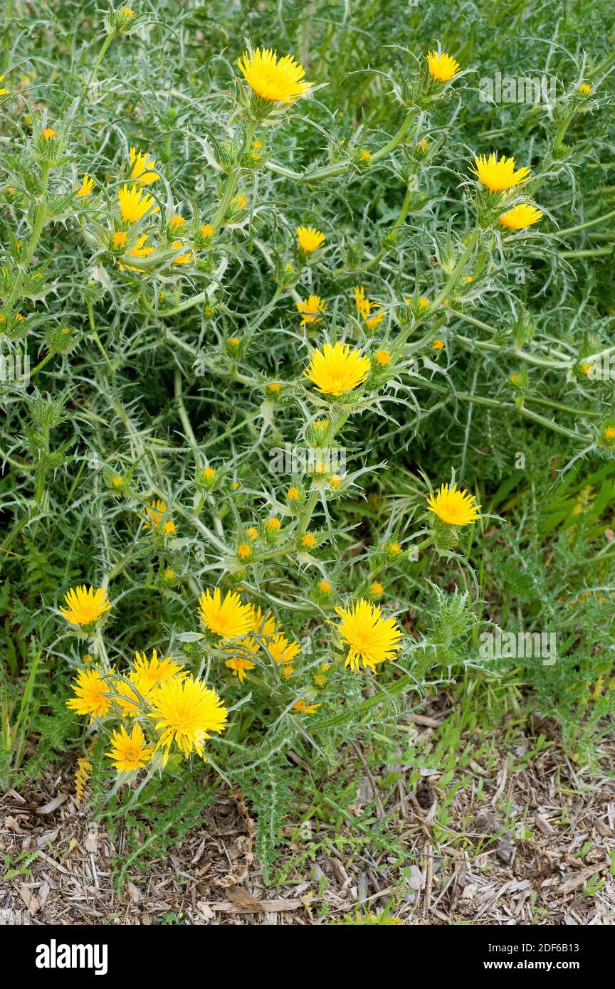 Plant native to north africa hi-res stock photography and images - Alamy
